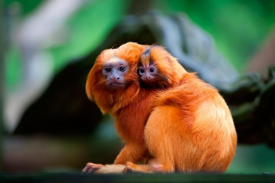 06 – Mico-leão-dourado